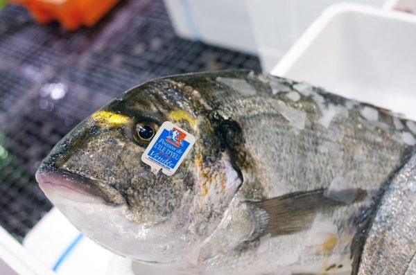 Daurade royale : reine de l’élevage européen - Produits de la mer