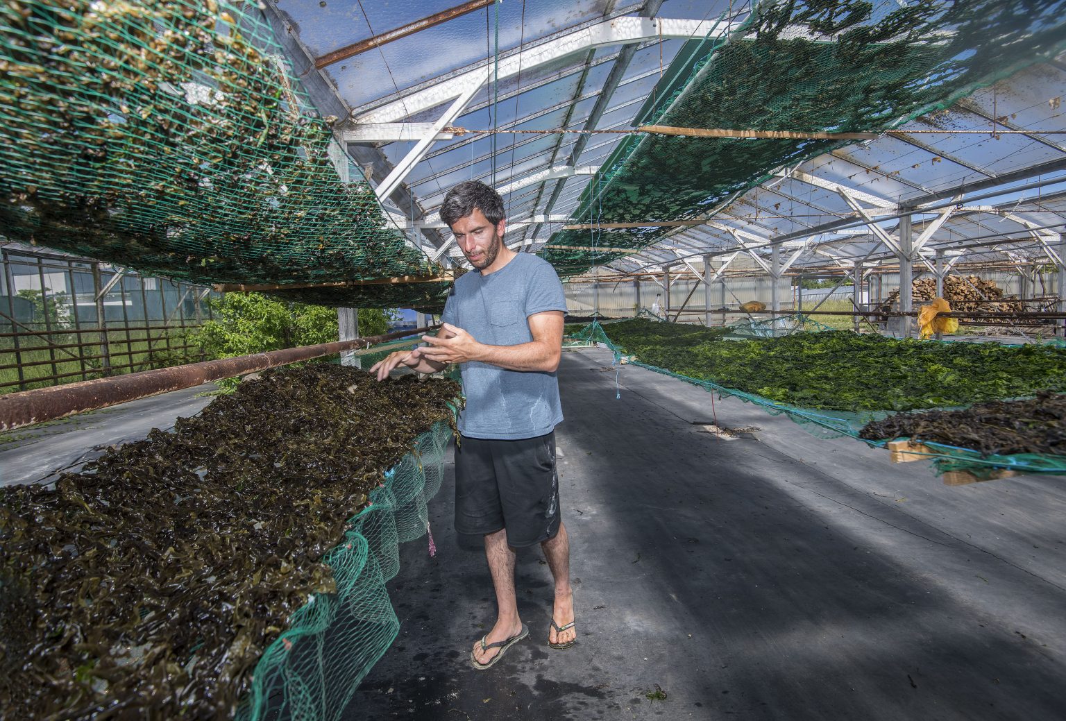 Macroalgues : le marché va évoluer - Produits de la mer