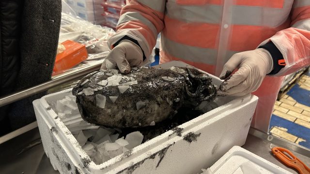 Boulogne-sur-Mer : une fin d’année « exceptionnelle » pour la filière ...