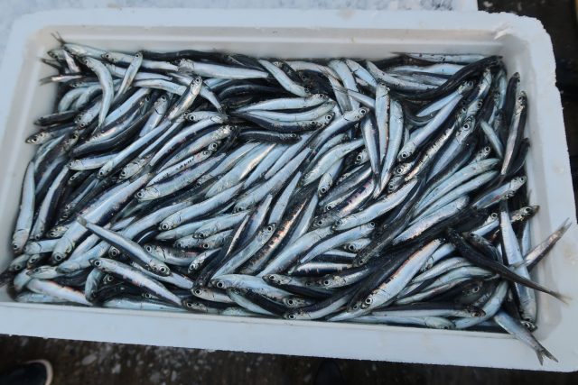 L'anchois à la fête en Occitanie - Produits de la mer