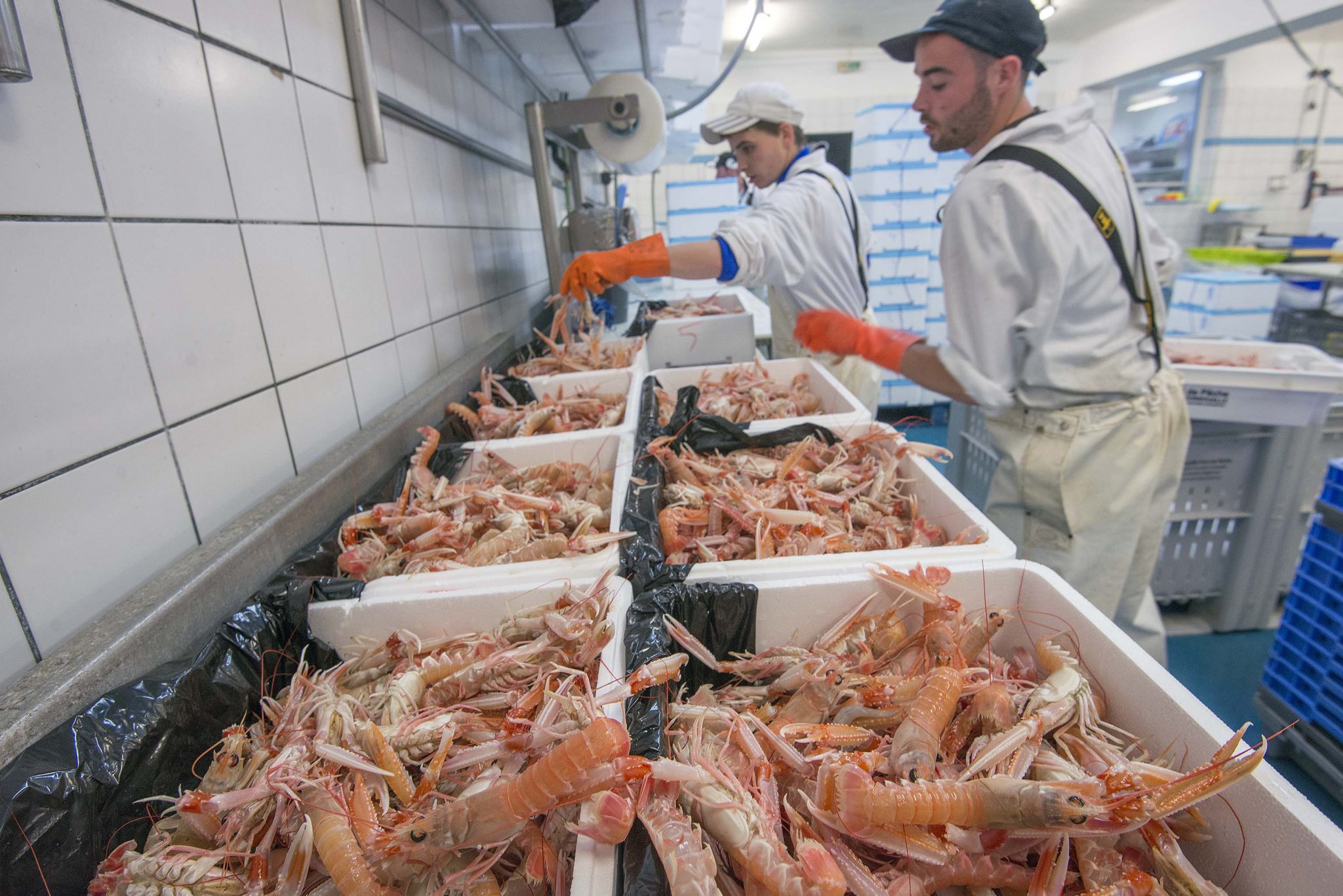 Un nouvel outil RSE pour les mareyeurs - Produits de la mer
